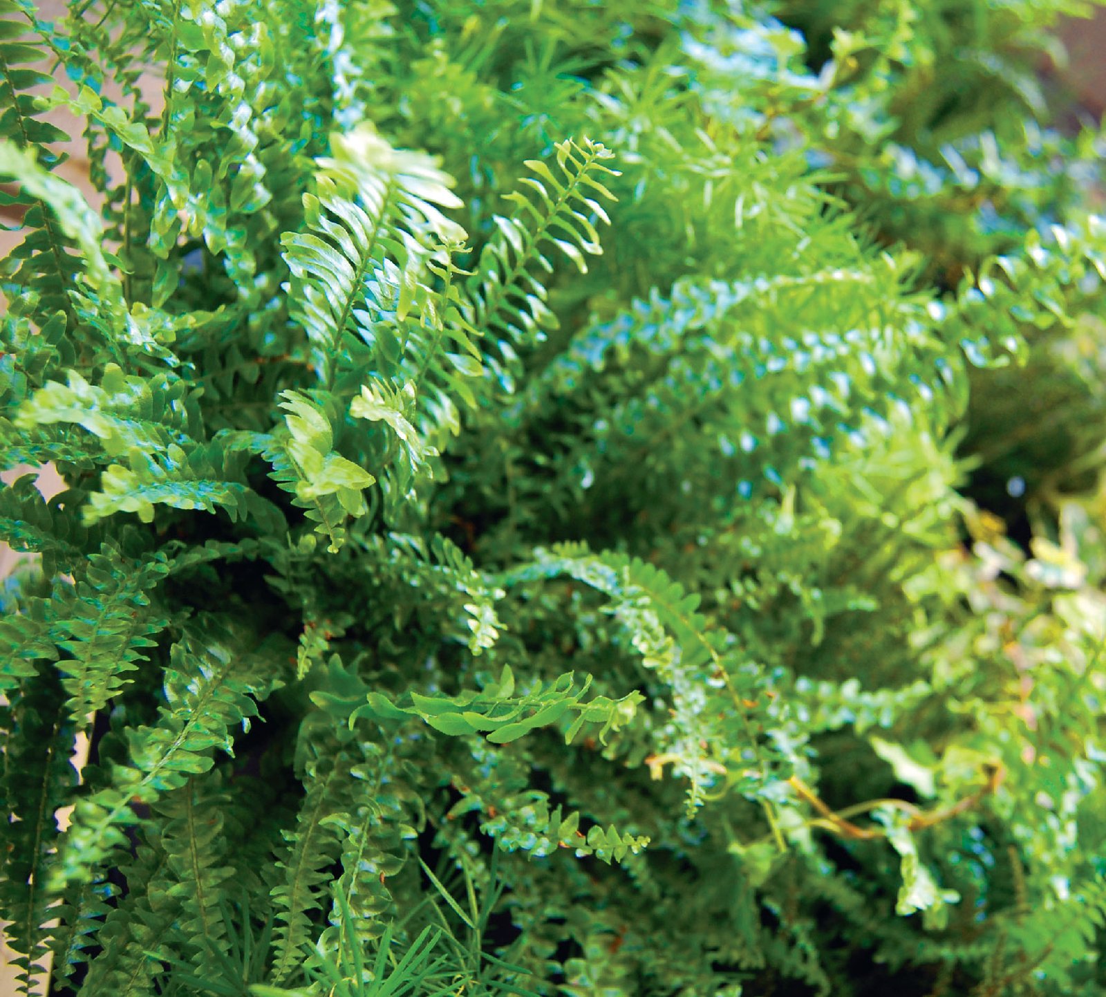 Vertical Garden - greenhomeoman.com